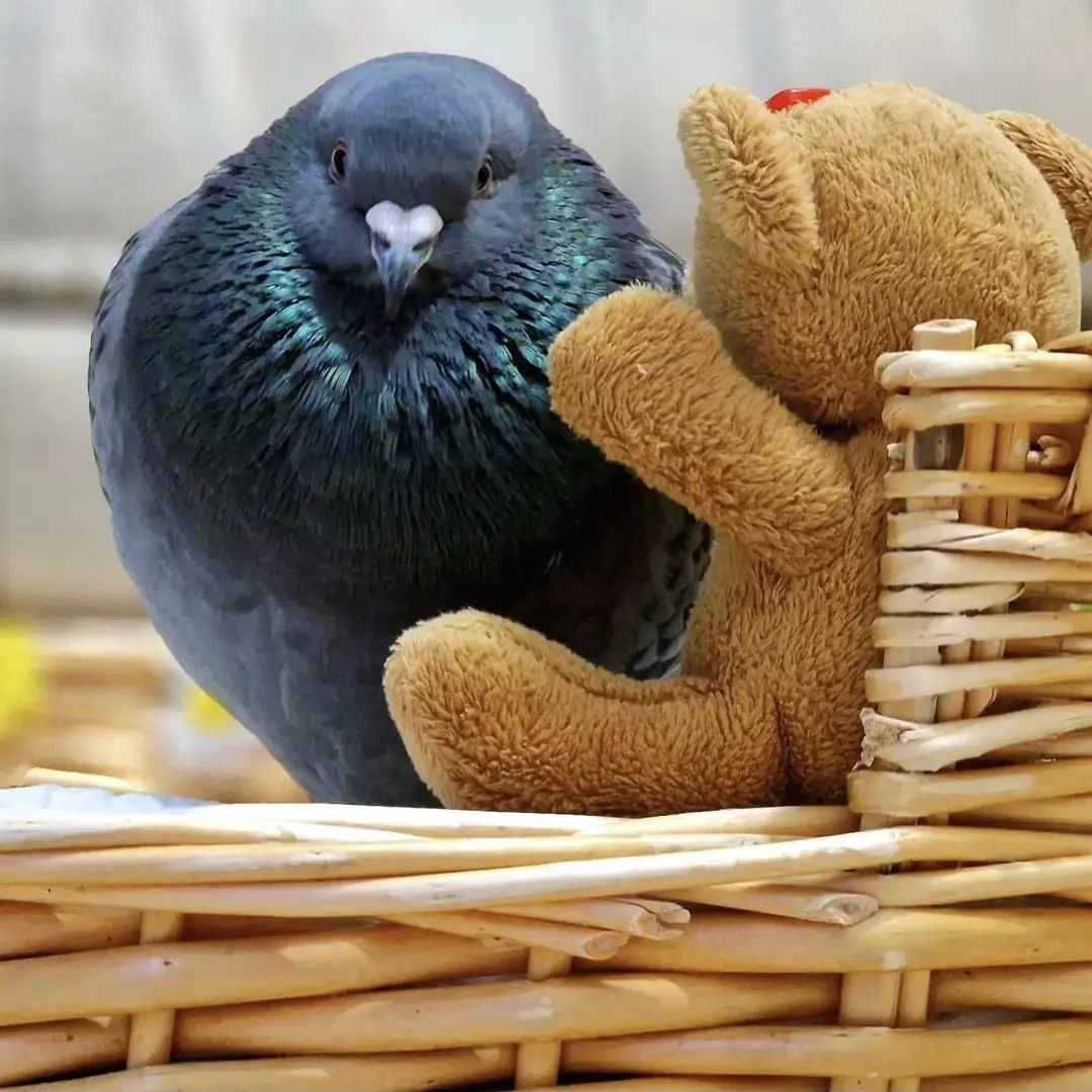 Birds Protection Arts: Alwaha Bird Control Elevates Solutions - Al WAHA ...